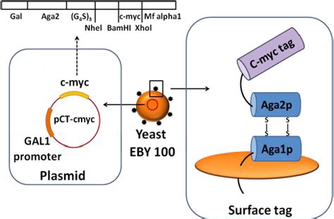 Figure 2 From A New Immunoassay Platform On A Microchip Utilizing Yeast