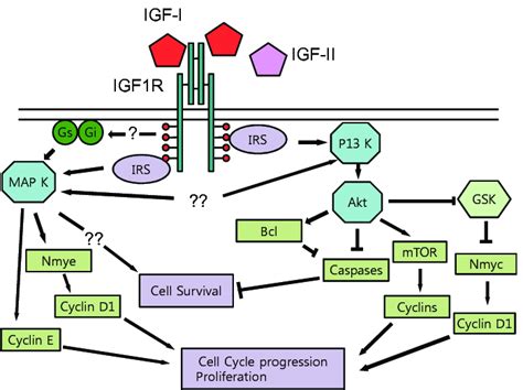 Insulin Like Growth Factor Igf 1 And Type 1 Igf Receptor Igf1r