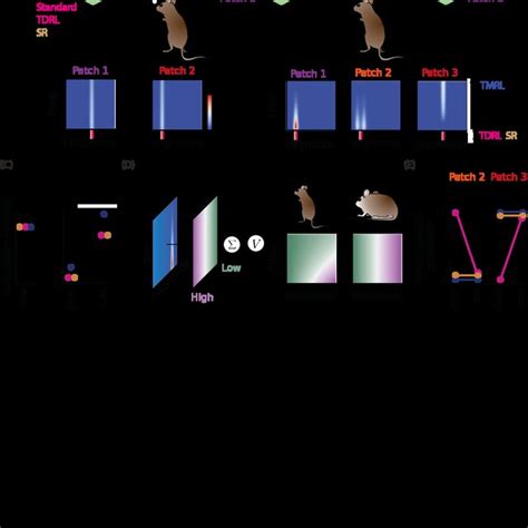 A Distributional Code Allows For Planning And Flexible Adaptation To Download Scientific