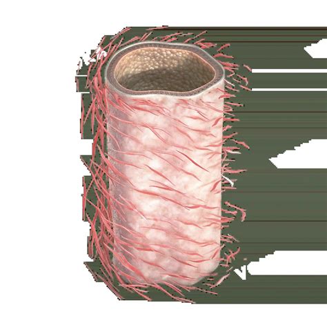Hepatic Duct Image 25165 Voka Shop