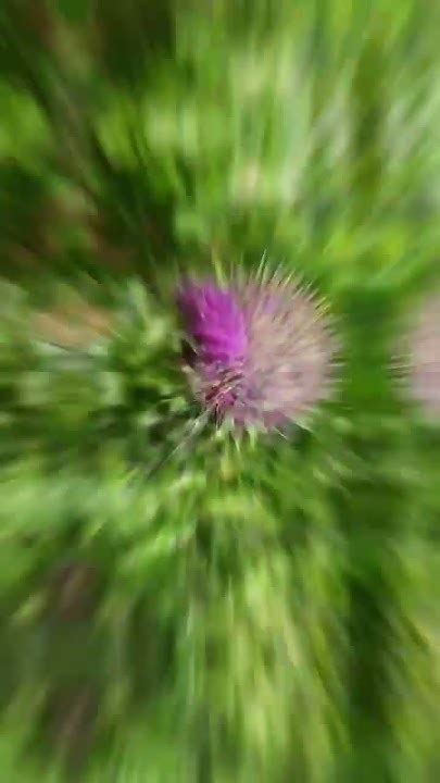 ეკალი Thistle Youtube