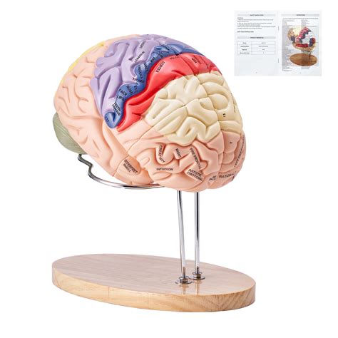 Kffkff Human Brain Structure Model 2x Life Size 4 Section Human Brain Educational Model With