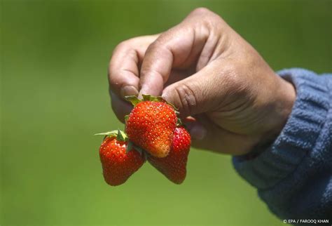 Bio Sector Wil Verplichte Etikettering Voor Gmo Van Voedsel