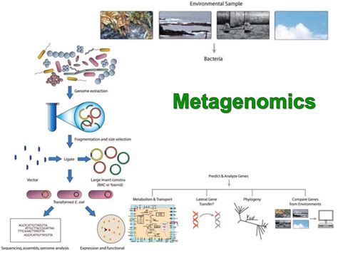 Identification Of Micro Organisms Pptx Biological Sciences Science