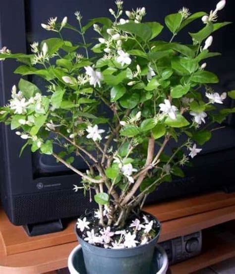 Best Jasmine Plant To Grow Indoors At Benjamin Hutchison Blog