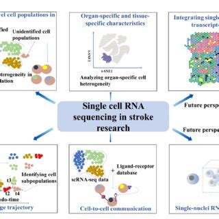 Workflow Of ScRNA Seq Single Cell RNA Sequencing Begins With The