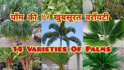 इडर पम palms varieties varieties of palm plants varieties of palm trees indoor