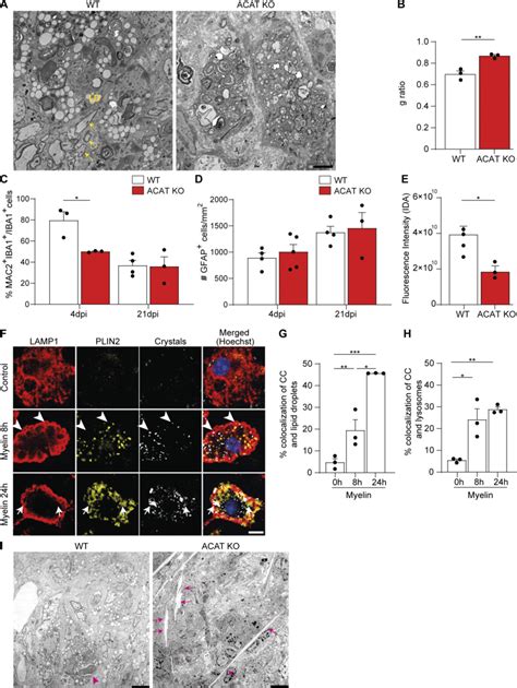 Defective Cholesterol Esterification Affects Remyelination Download Scientific Diagram