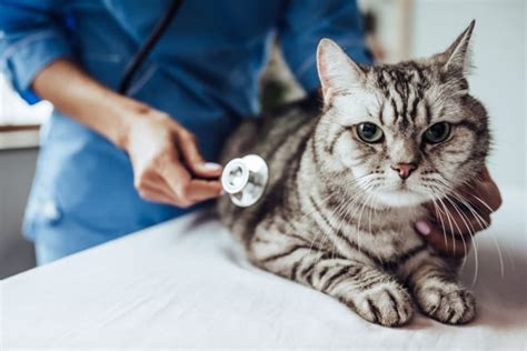 How To Tell If Your Cat Is Sick Signs Symptoms