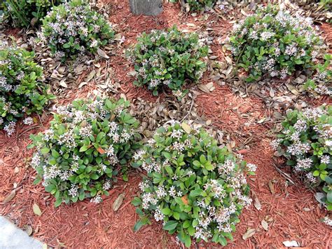Raphiolepis Nice And Low In The Landscape Uf Ifas Extension