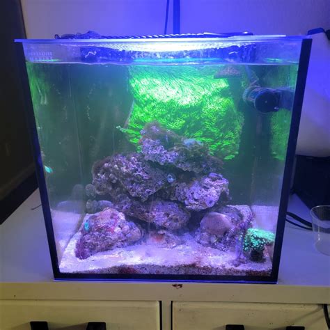 Noopsyche k7 mini | Reef2Reef