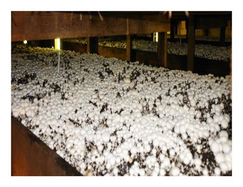 Pdf Growing Button Mushrooms Dokumentips