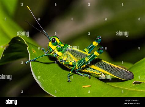 Lubber Grasshopper Chromacris Sp In Rainforest Panguana Nature