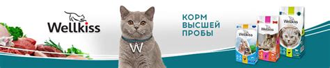 Wellkiss (Велкис) - корма и зоотовары для кошек в интернет-магазине ...