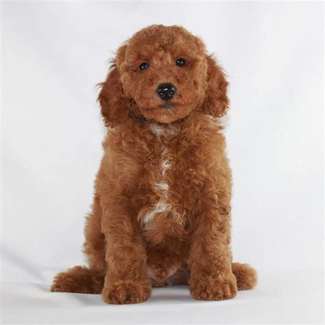 Red Poodles And Red Poodle Puppies At Scarlets Fancy Poodles
