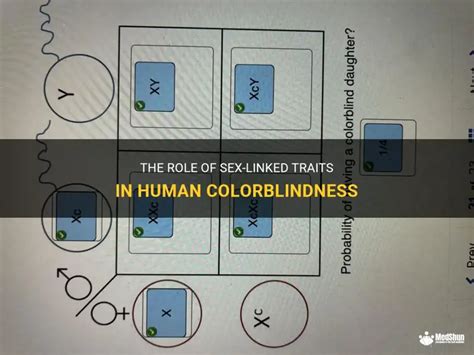 The Role Of Sex Linked Traits In Human Colorblindness Medshun