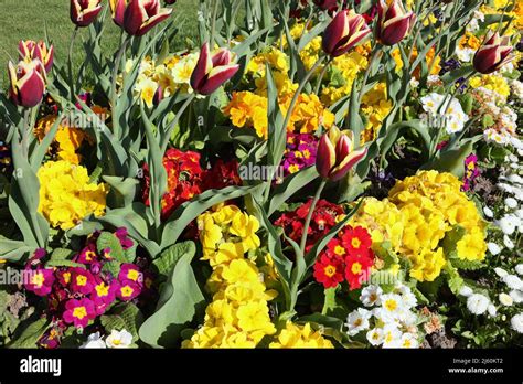 Bedding Plants For Spring Summer At Richard Corbett Blog