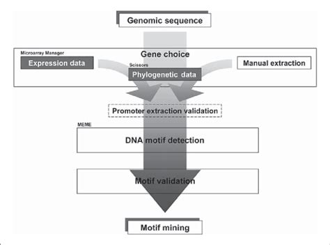 proposed workflow for motif detection the imomi database contains a