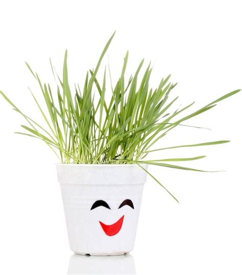Premium Photo A Pot Of Grass Isolated On White