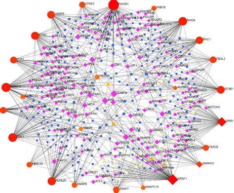 The Tf Mirna Coregulatory Network The Network Constitutes Of 473 Nodes