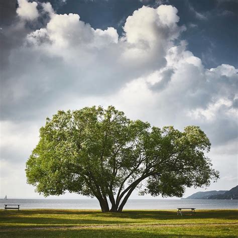 Rip The Broccoli Tree