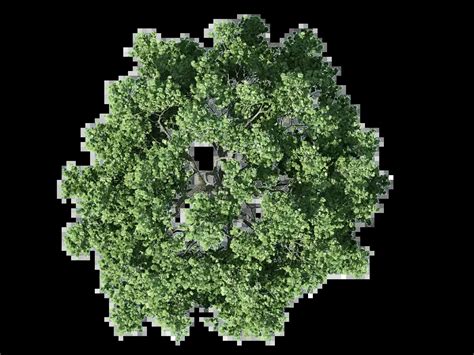 دانلود رایگان 40 عکس Png درخت با کیفیت بالا مخصوص فتوشاپ