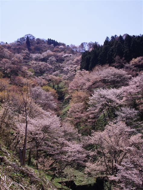 吉野桜 気ままな写真帳