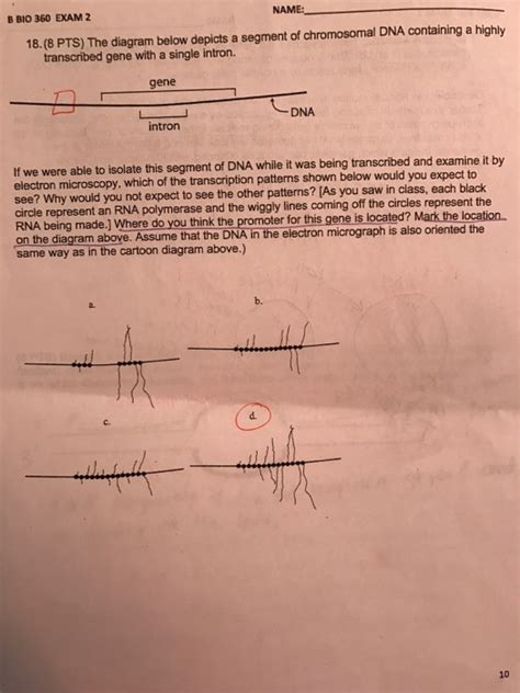 Solved The Diagram Below Depicts A Segment Of Chromosomal