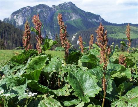 Щавель конский (Rumex confertus Willd.) - лекарственное растение ...