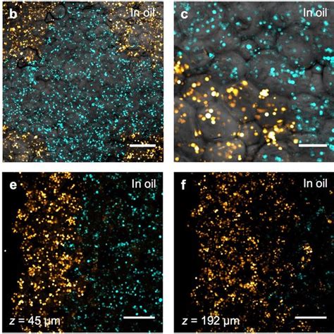 High Resolution Patterning Of Two Cell Types A C E F Confocal Download Scientific Diagram