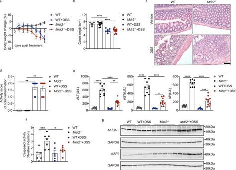 Colitis Ameliorates Cholestatic Liver Disease Via Suppression Of Bile Acid Synthesis Nature