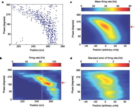Hippocampal Spatio Temporal Receptive Fields A The Rat Ran From Left Download Scientific