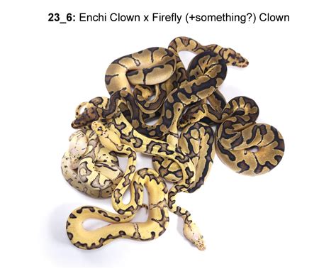 Ball Python Clutch 236 By Crescent Serpents Morphmarket
