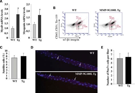 Expression Of Myogenic Regulatory Factors And Quantification Of Number Download Scientific