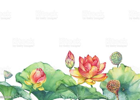 테두리 핑크 로터스 꽃 잎의 포스터 씨앗 머리 꽃 봉 오리 수채화 손으로 그린 그림을 흰색 배경에 고립 된 그림 수채화에 대한 스톡 벡터 아트 및 기타 이미지 Istock