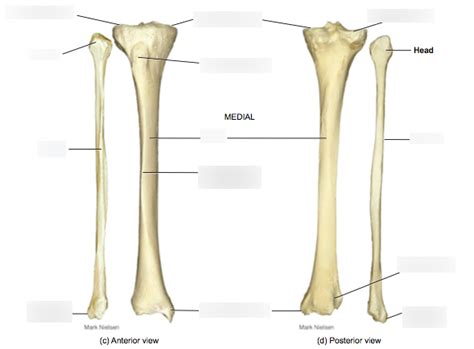 Anatomy Chapter Tibia And Fibula Diagram Diagram Quizlet