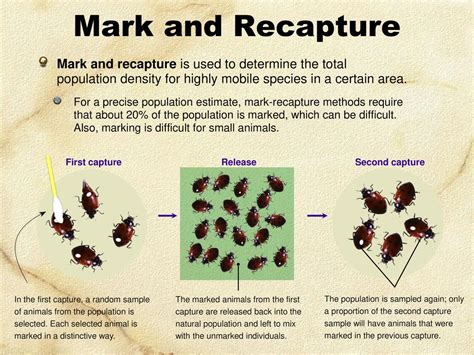 Ecology Series Set 4 Copyright © 2005 Version Ppt Download