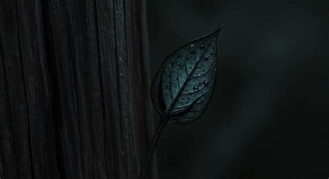 Attribution Vs Contribution → Term