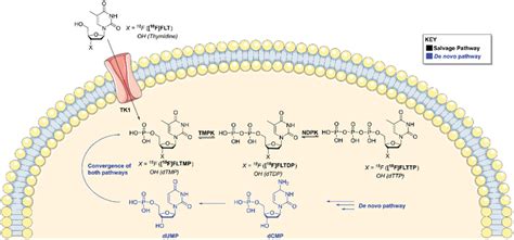 A Schematic Showing The De Novo And Salvage Pathways Of Dna Synthesis