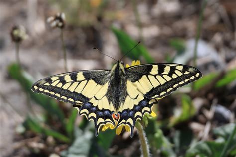 Mein Erster Forum F R Naturfotografen