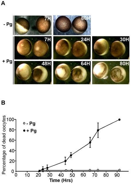 Fully Grown Prophase Oocytes Were Isolated From The Ovaries And