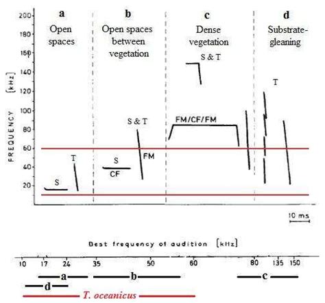 2 Above Representation Of The Types Of Echolocation Calls Emitted By Download Scientific