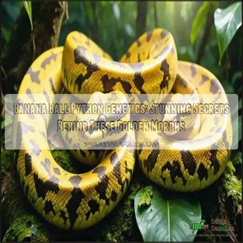 Banana Ball Python Genetics Stunning Secrets Behind These Golden Morphs