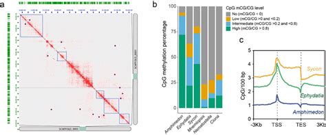 Gene Regulation A Hic Contacts Within Scaffold Chromosome 1 Of Our Download Scientific