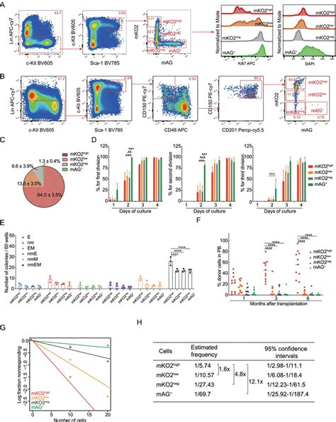 Cell Cycle Analysis Of Hscs In The Steady State A Expression Of Fucci Download Scientific