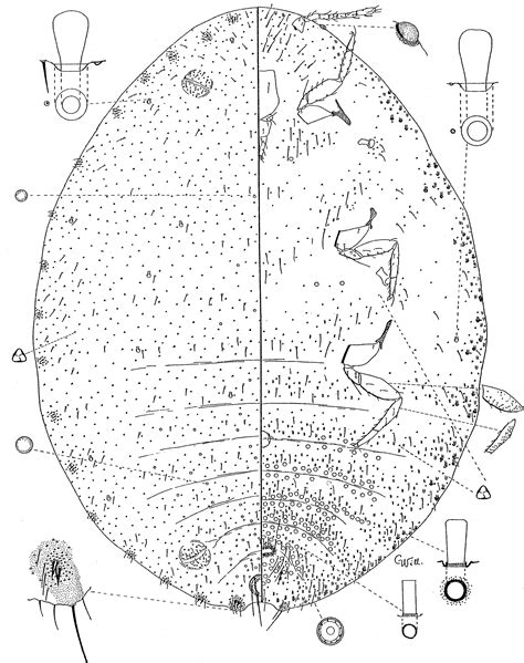 Figura 23 In Revisión Taxonómica De Pseudococcus Westwood Hemiptera Pseudococcidae De Centro