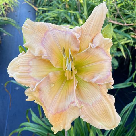 Right There Bells Daylily Garden