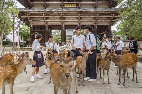 奈良公園鹿 歴史 奈良 鹿 神様の使い Mizql