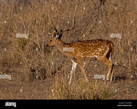 Indian Male Deer Called A Chital In Native Habitat Of Kanha National