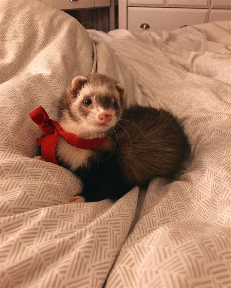 Pin En Ferret Pictures